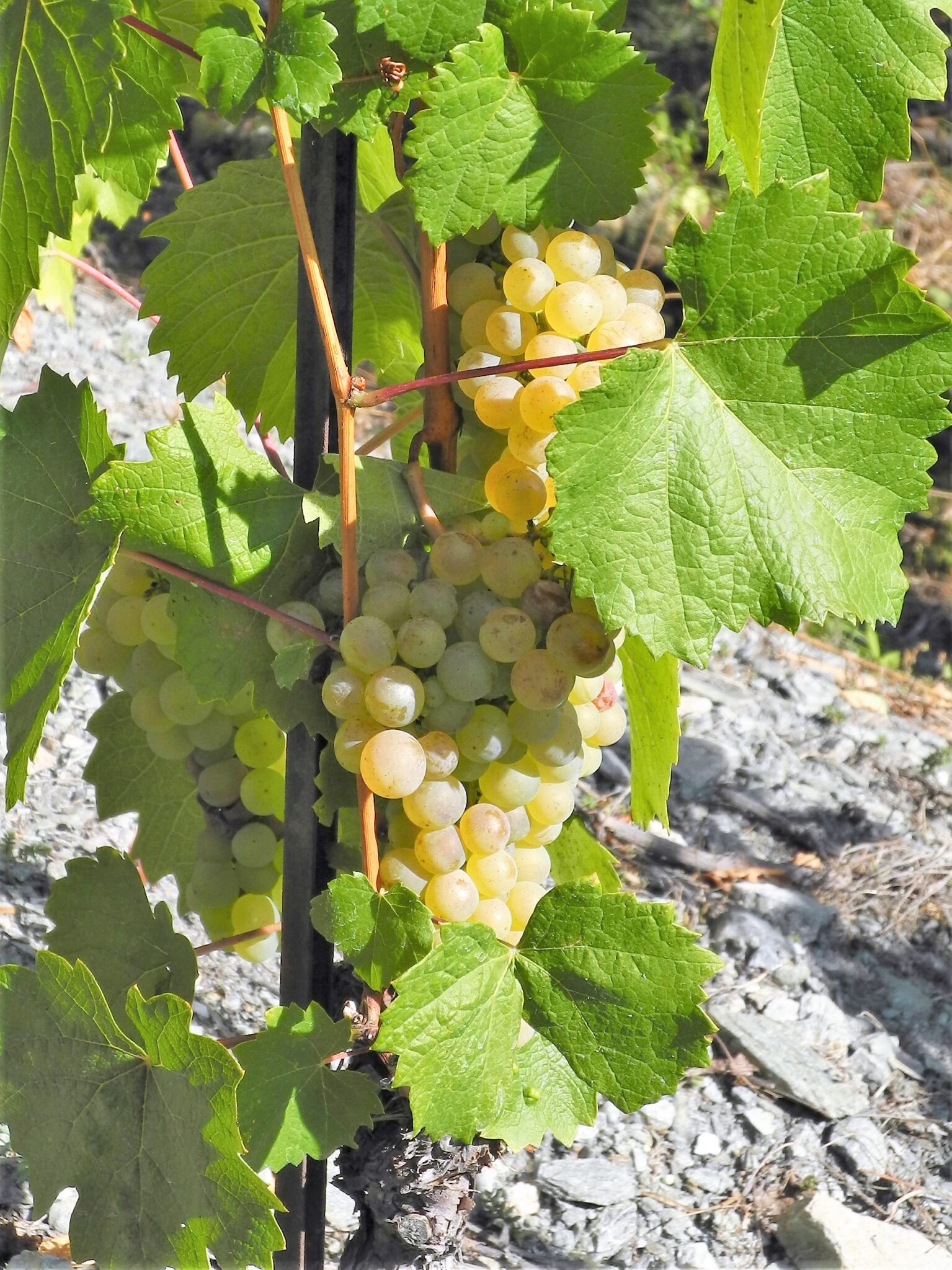 Rebsorten – VinEsch