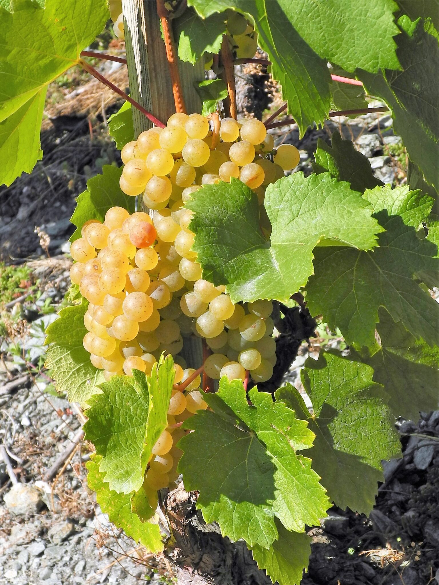 Rebsorten – VinEsch